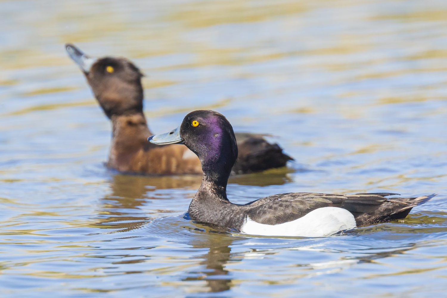 47 Species Of Ducks In The United States (ID, Calls, Season Guide)