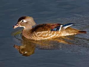 30 Species Of Ducks In Canada (ID, Calls, Season Guide)