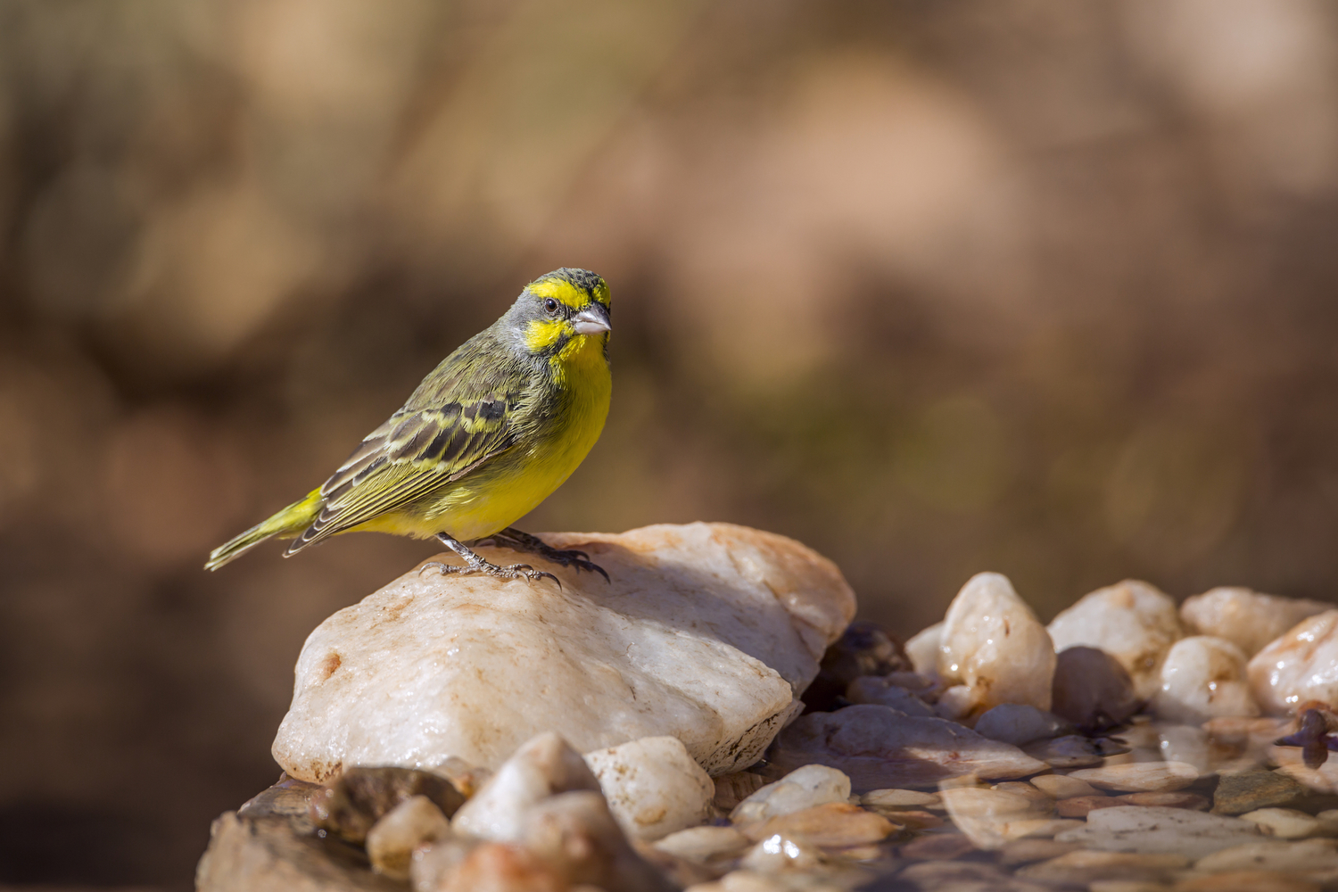 It's Not Just The American Goldfinch That Is A Yellow Finch (8 Species ...