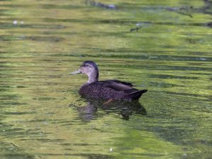 All Dabbling Ducks In North America (ID, Calls, Photos)