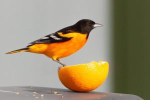 13 Species Of Birds With Orange Bellies (ID and Picture Guide) - Bird ...