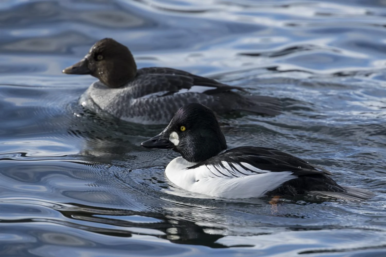 23 Species Of Ducks In Idaho (ID, Calls, Season Guide) 23 Species Of Ducks In Idaho (ID, Calls, Season Guide)