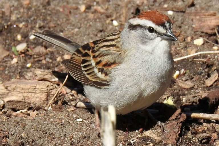 19 Species of Sparrows in Michigan (ID and Song Guide) - Bird Advisors