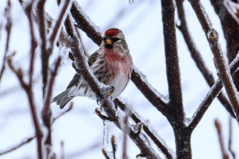 All You Need To Know About Finches In Missouri (ID And Song Guide)