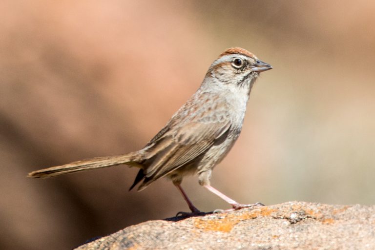 26 Species Of Sparrows In Colorado (ID And Sound Guide)
