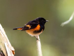 All Warblers In Canada (ID, Song, Season Guide)