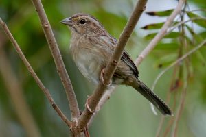 23 Species Of Sparrows In North Carolina (ID And Song Guide)