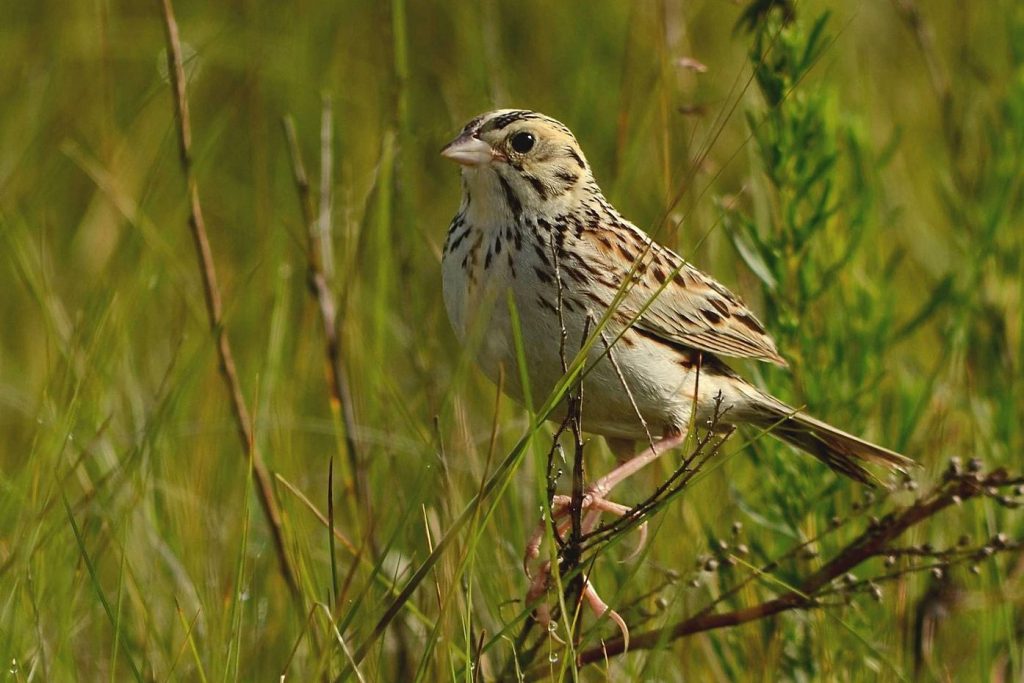 23 Species Of Sparrows In Alberta (ID And Song Guide)
