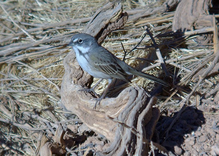 23 Species Of Sparrows In Nevada (ID And Song Guide)
