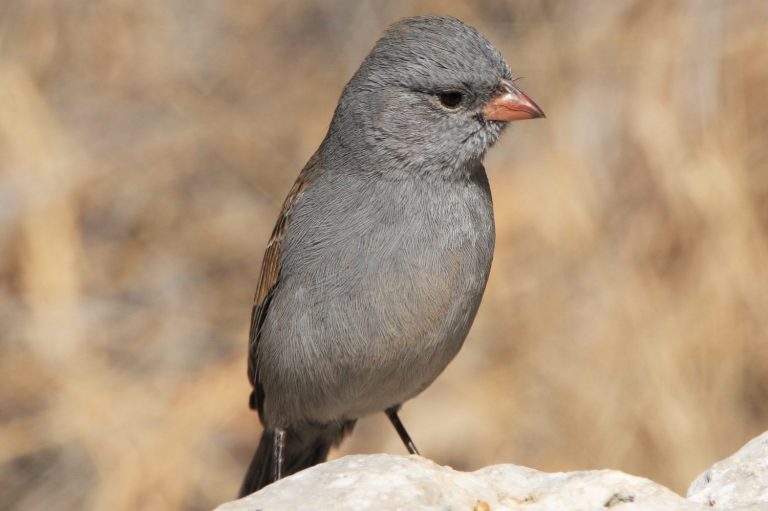 36 Species Of Sparrows In Texas (ID And Song Guide)
