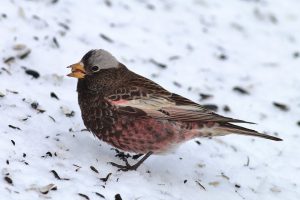 All You Need To Know About Finches In Utah (ID And Song Guide)