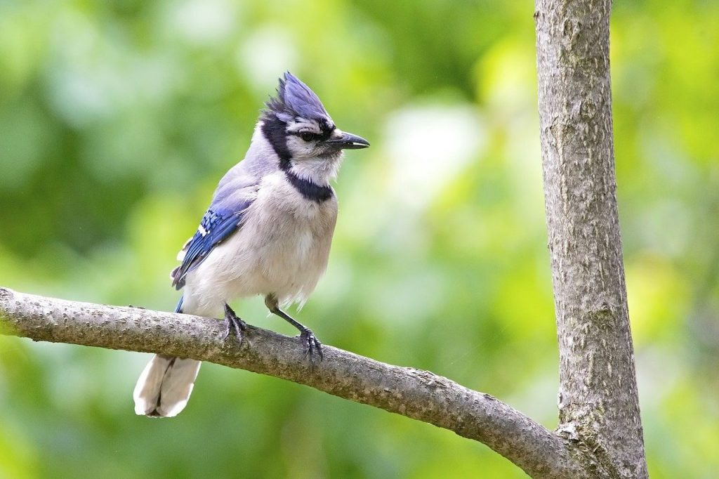 19 Incredible Blue Jay Facts