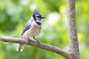 19 Incredible Blue Jay Facts