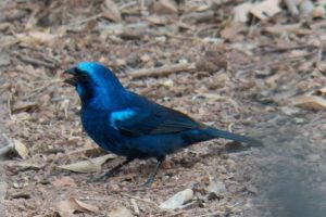 Blue Bunting