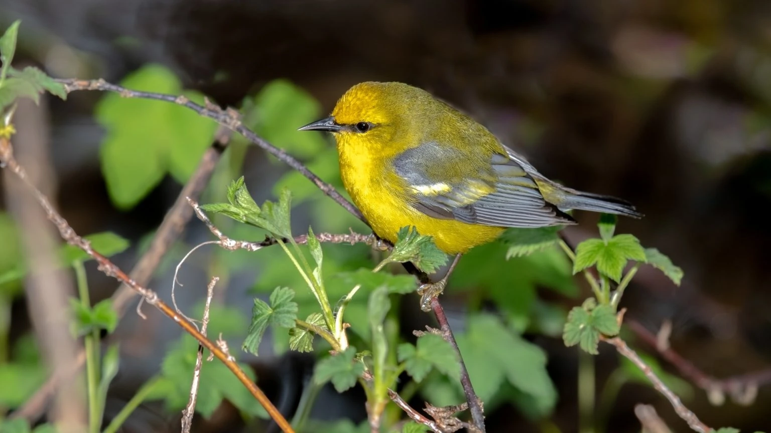 All You Need To Know About Warblers In North America (52 Species, ID ...