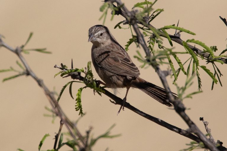 36 Species Of Sparrows In Texas (ID And Song Guide)