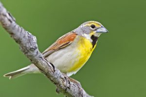 45 Yellow Birds In North America (ID And Song Guide)