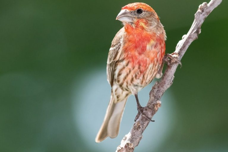 All You Need To Know About Finches In North America (ID And Song Guide)