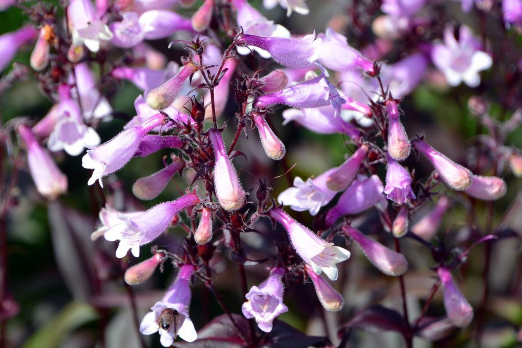 43 Red Flowers That Hummingbirds Love (For All Growing Conditions)