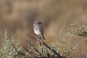 23 Species of Sparrows in Oregon (ID and Song Guide) - Bird Advisors