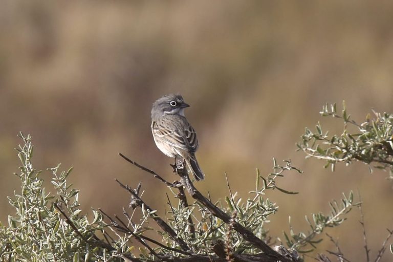 22 Species Of Sparrows In Washington (ID And Song Guide)