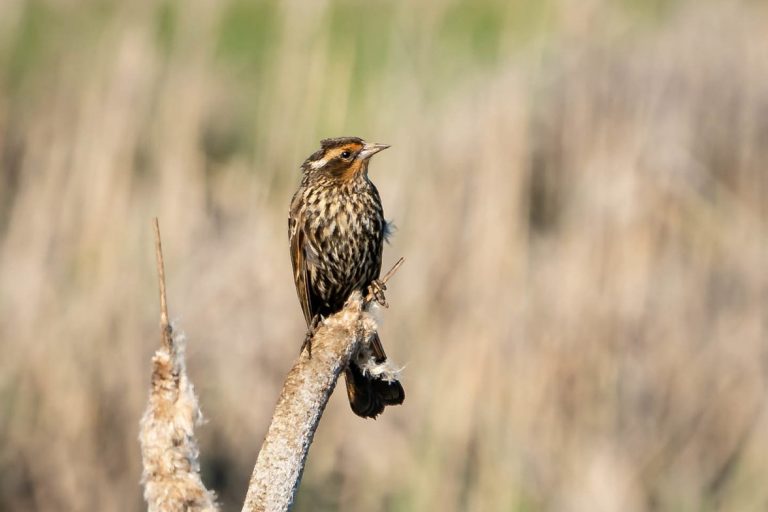 21 Species Of Sparrows In Virginia (ID And Song Guide)