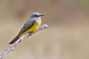 45 Yellow Birds In North America (ID And Song Guide)
