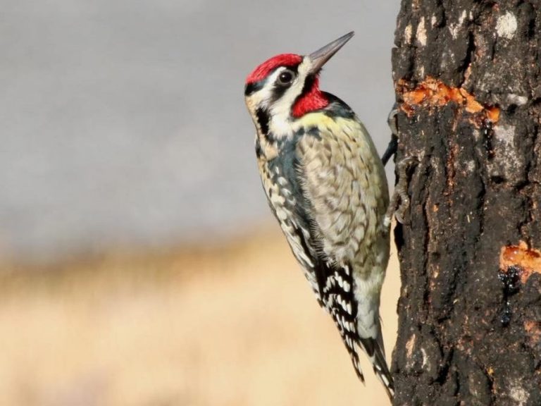 Top 32 Backyard Birds In Georgia (Free ID Charts)
