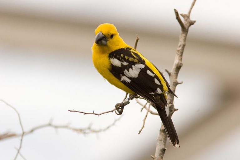 7 Species Of Grosbeaks In North America - (ID And Call Guide)