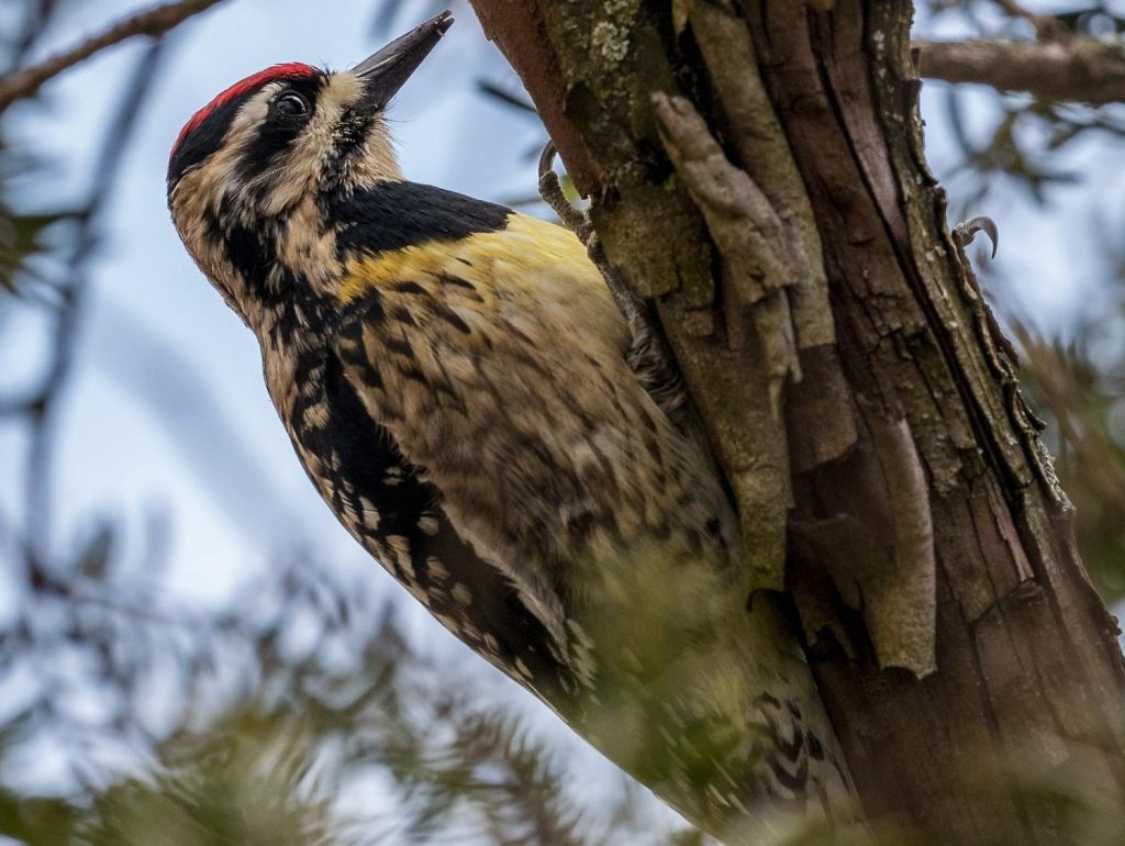 Top 31 Backyard Birds In South Carolina (Free ID Charts)