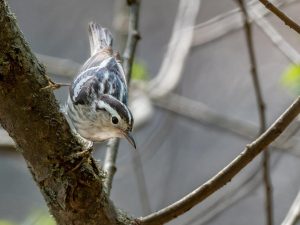 16 Gray Birds In Florida (ID, Photos)