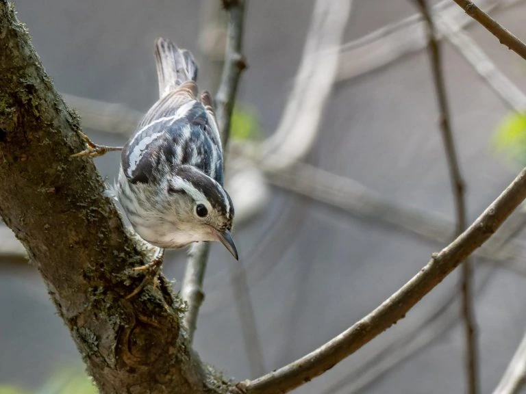 All You Need To Know About Warblers In North America (52 Species, ID ...
