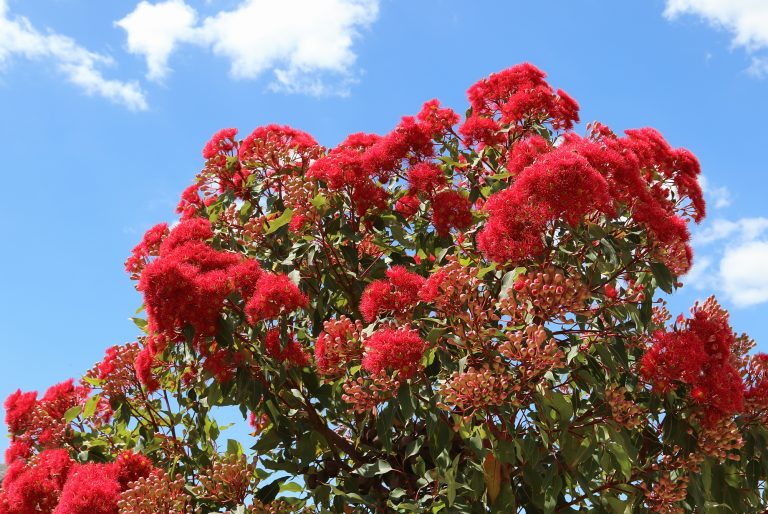 43 Red Flowers That Hummingbirds Love (For All Growing Conditions)