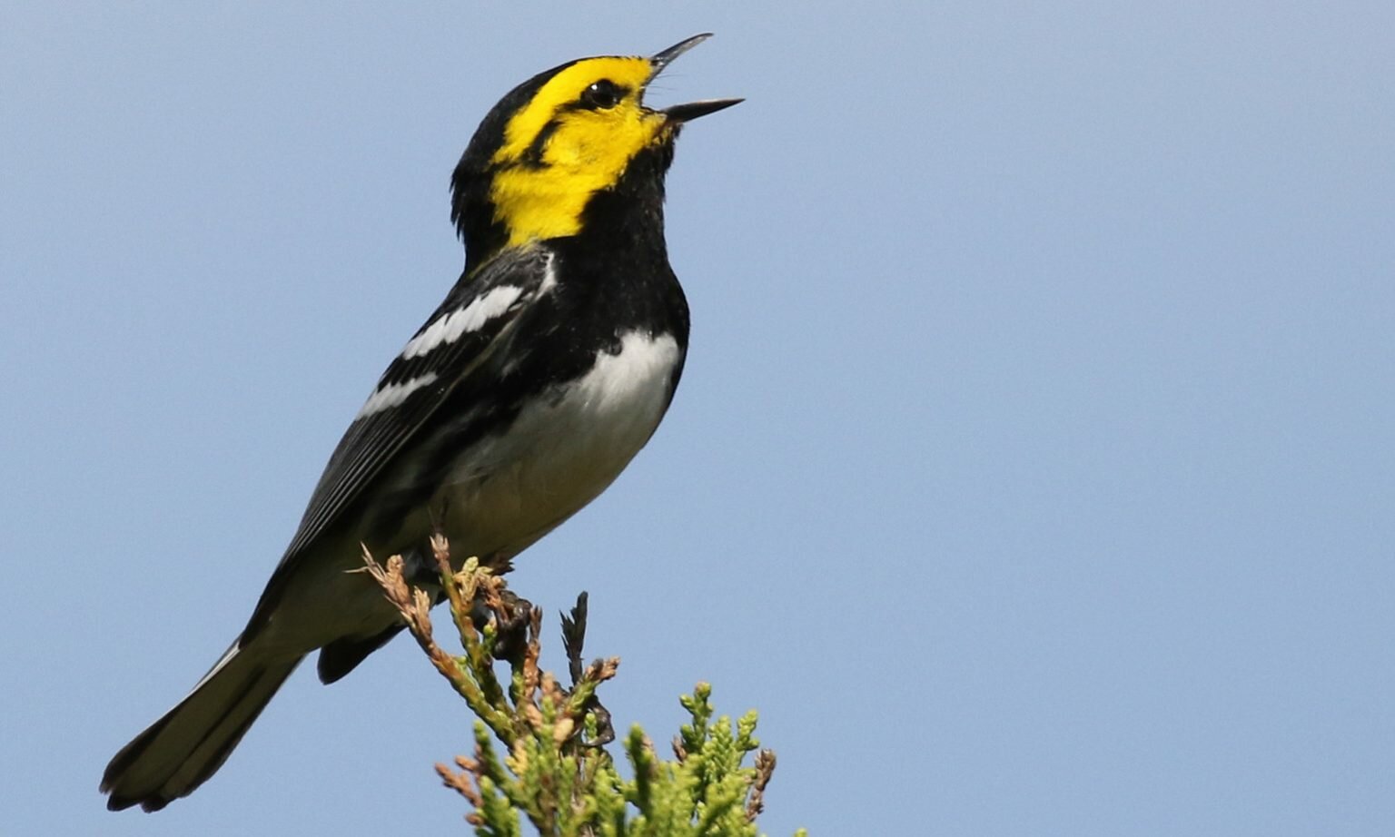 All You Need To Know About Warblers In North America (52 Species, ID ...
