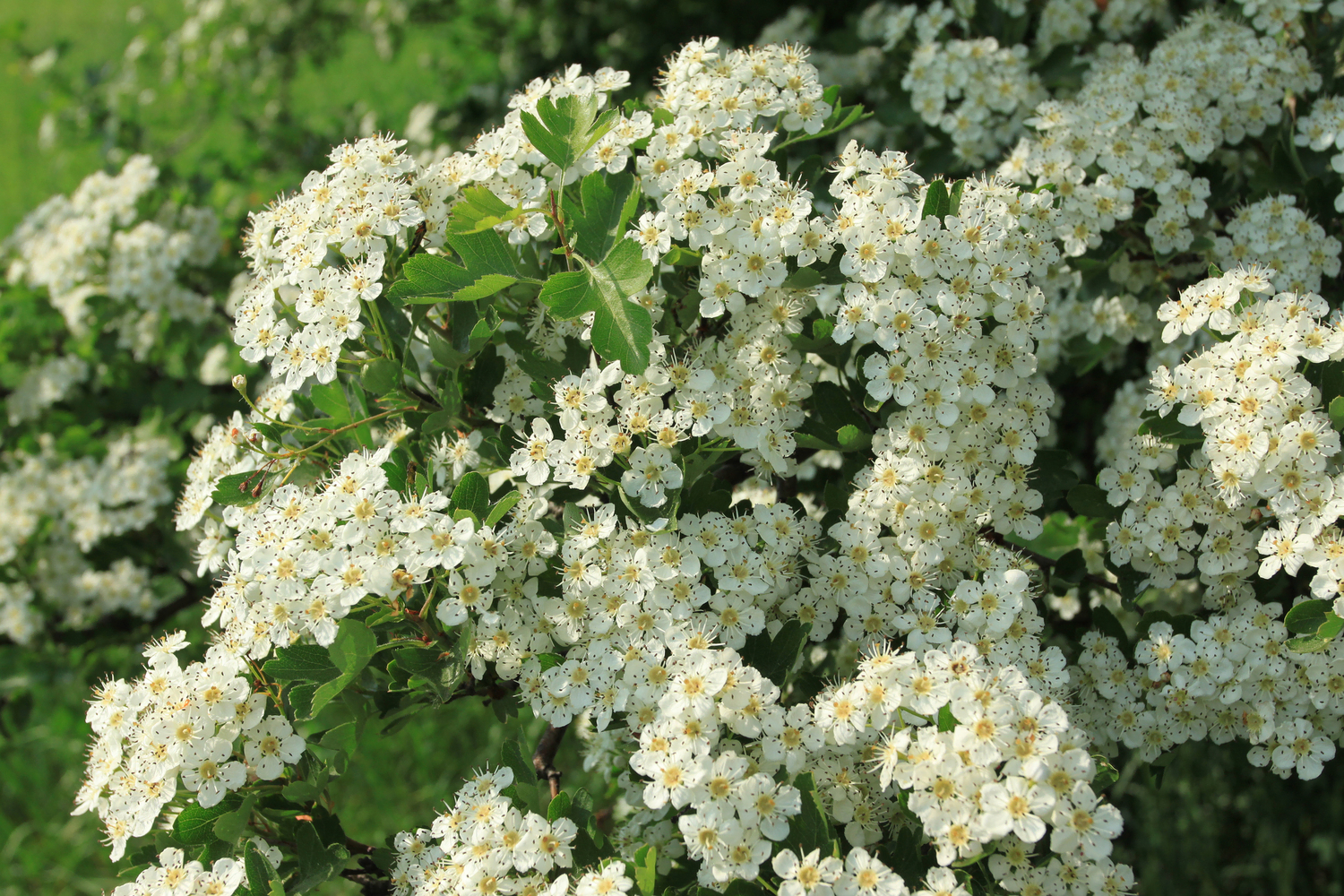 51 Hummingbird Flowers Zone 6