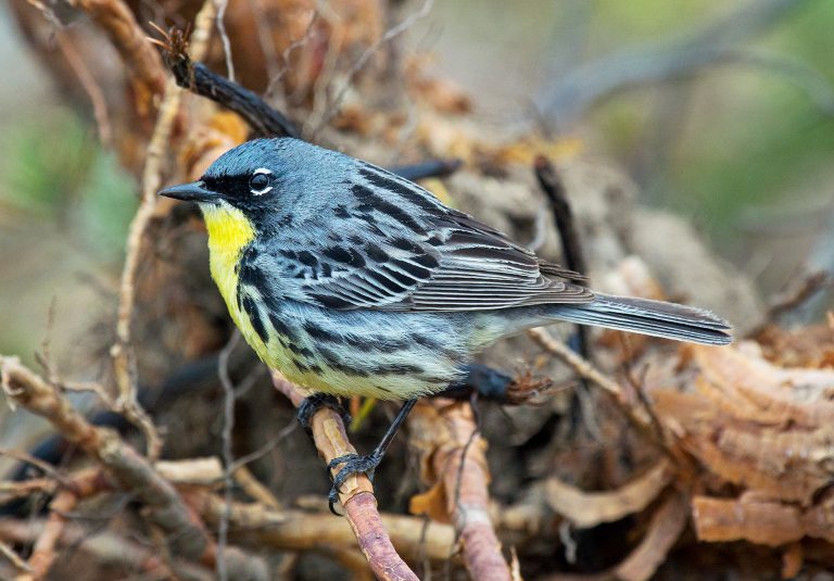 37 Species Of Warblers in Michigan (ID, Song, Season Guide) - Bird Advisors