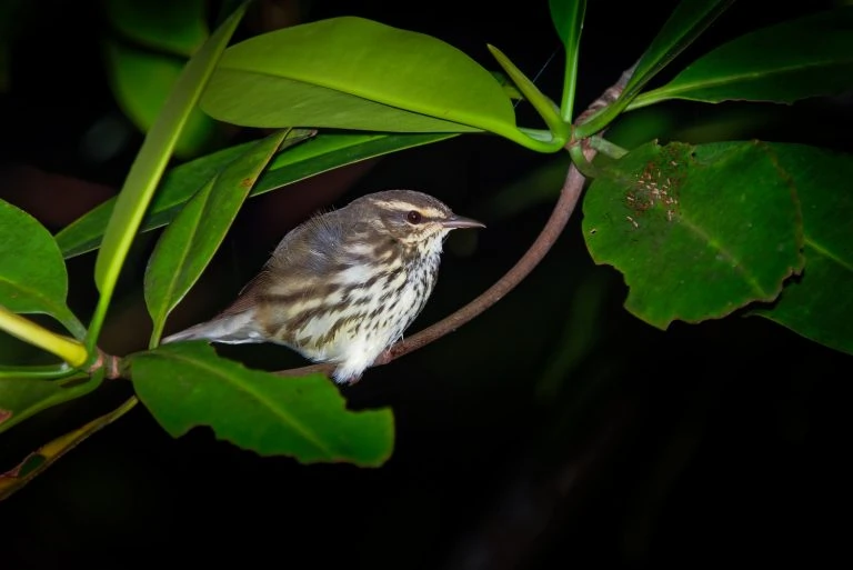 38 Brown Birds In Michigan (ID Guide, Pictures)