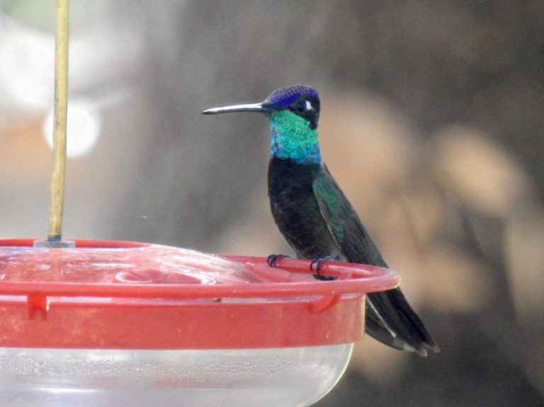 7 Blue Hummingbirds North America (Photo, ID Guide)