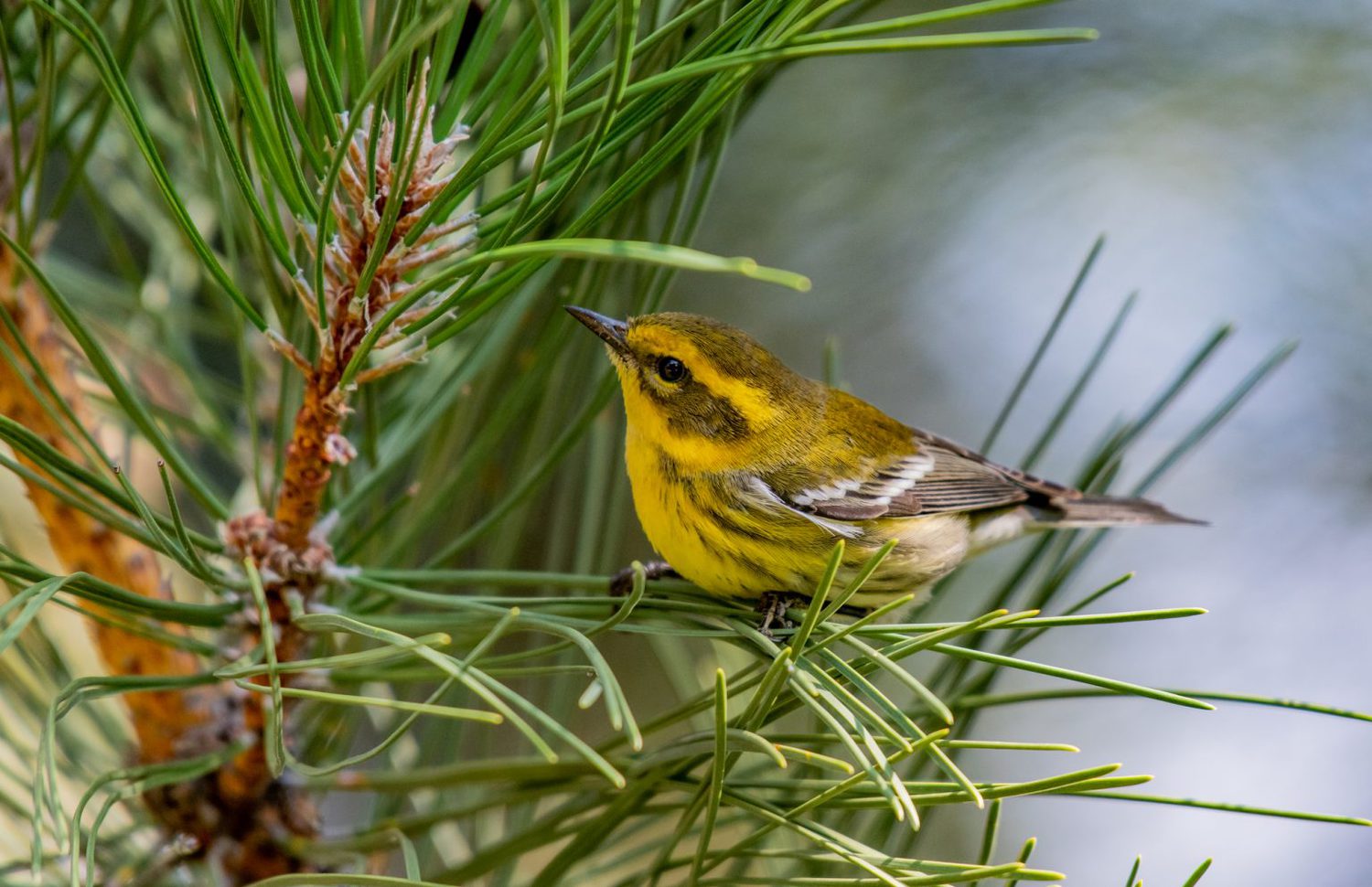 Warblers in California (ID and Song Guide) - Bird Advisors