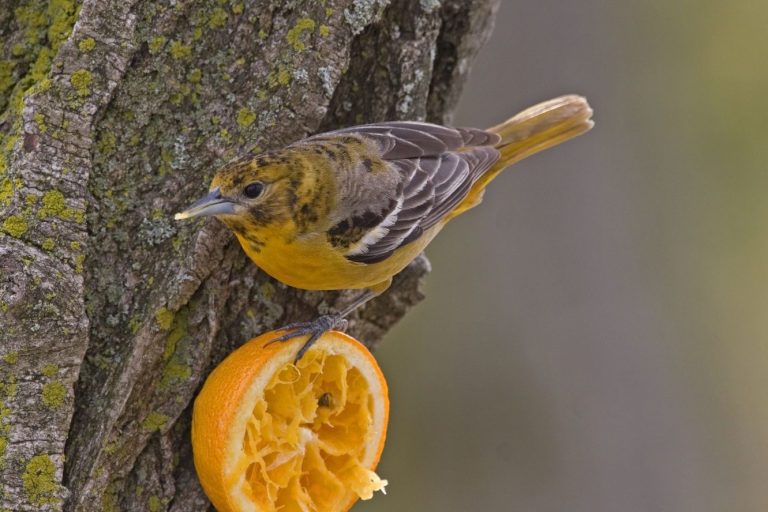 Ultimate Guide To Birds That Eat Fruit (What, How, 30 Species ID Guide ...