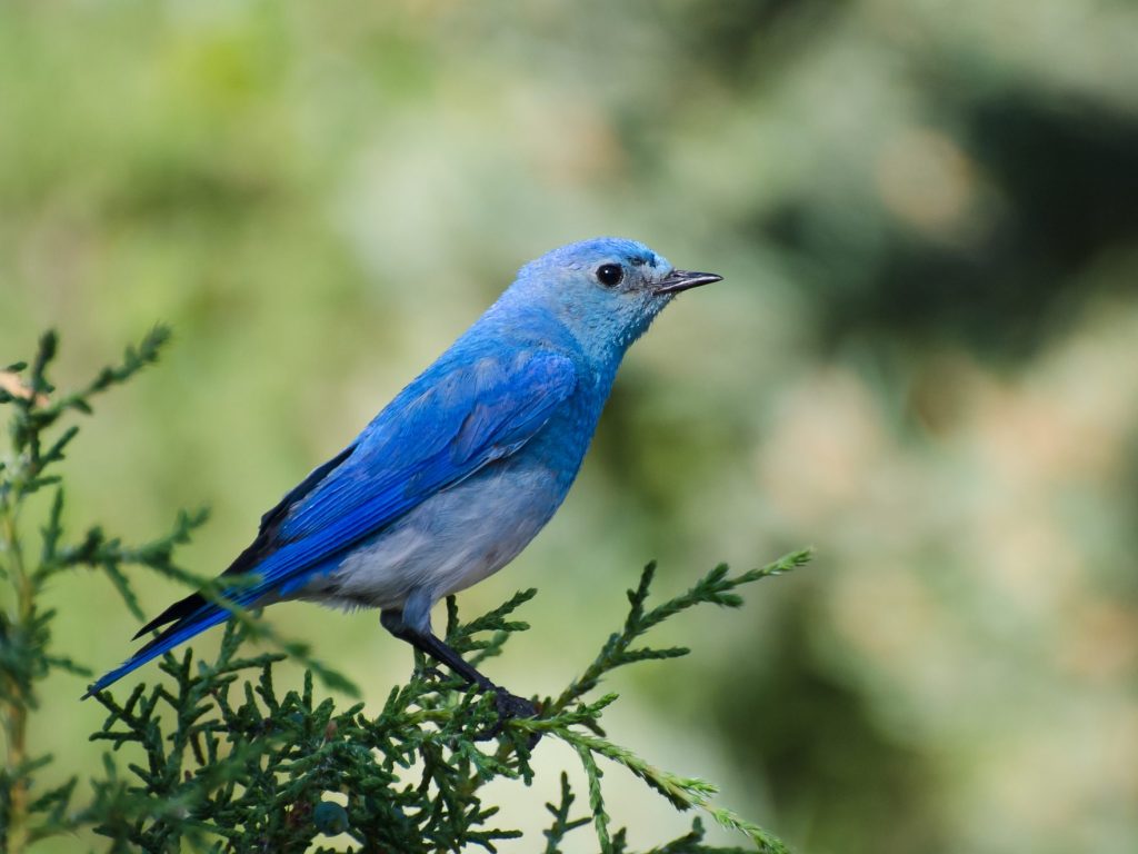 21 Blue Colored Birds In North America (And Why They Are NOT Actually ...