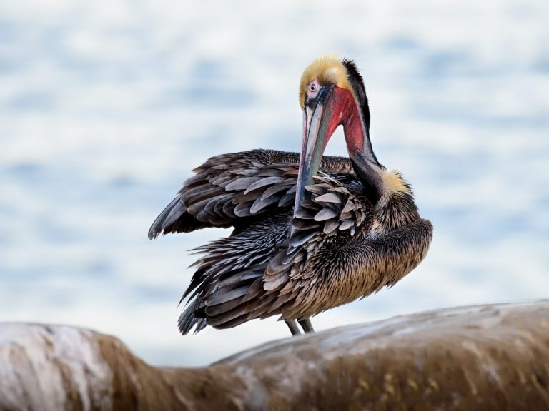 Pelicans In Canada (All You Need To Know)