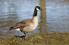 22 Species Of Ducks In Arizona (ID, Calls, Season Guide)