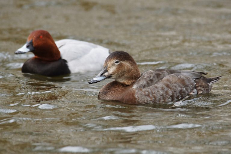 Common Pochard