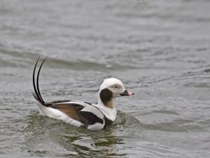 25 Species Of Ducks In Iowa (ID, Calls, Season Guide)
