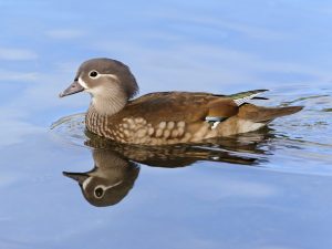30 Species Of Ducks In California (ID, Calls, Season Guide)