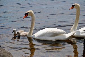 4 Types Of Swans In Washington (All You Need To Know)