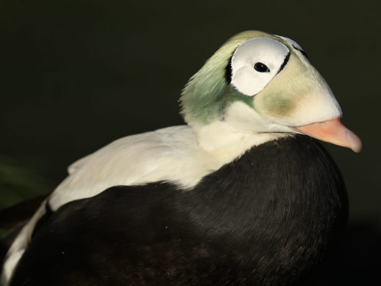 17 Ducks That Are Black And White (ID, Photos, Calls)