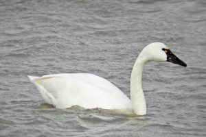 4 Types Of Swans In Washington (All You Need To Know)