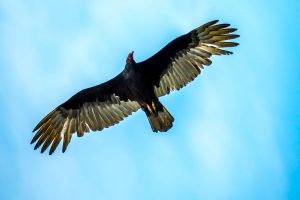 Vultures In Texas (All You Need To Know)